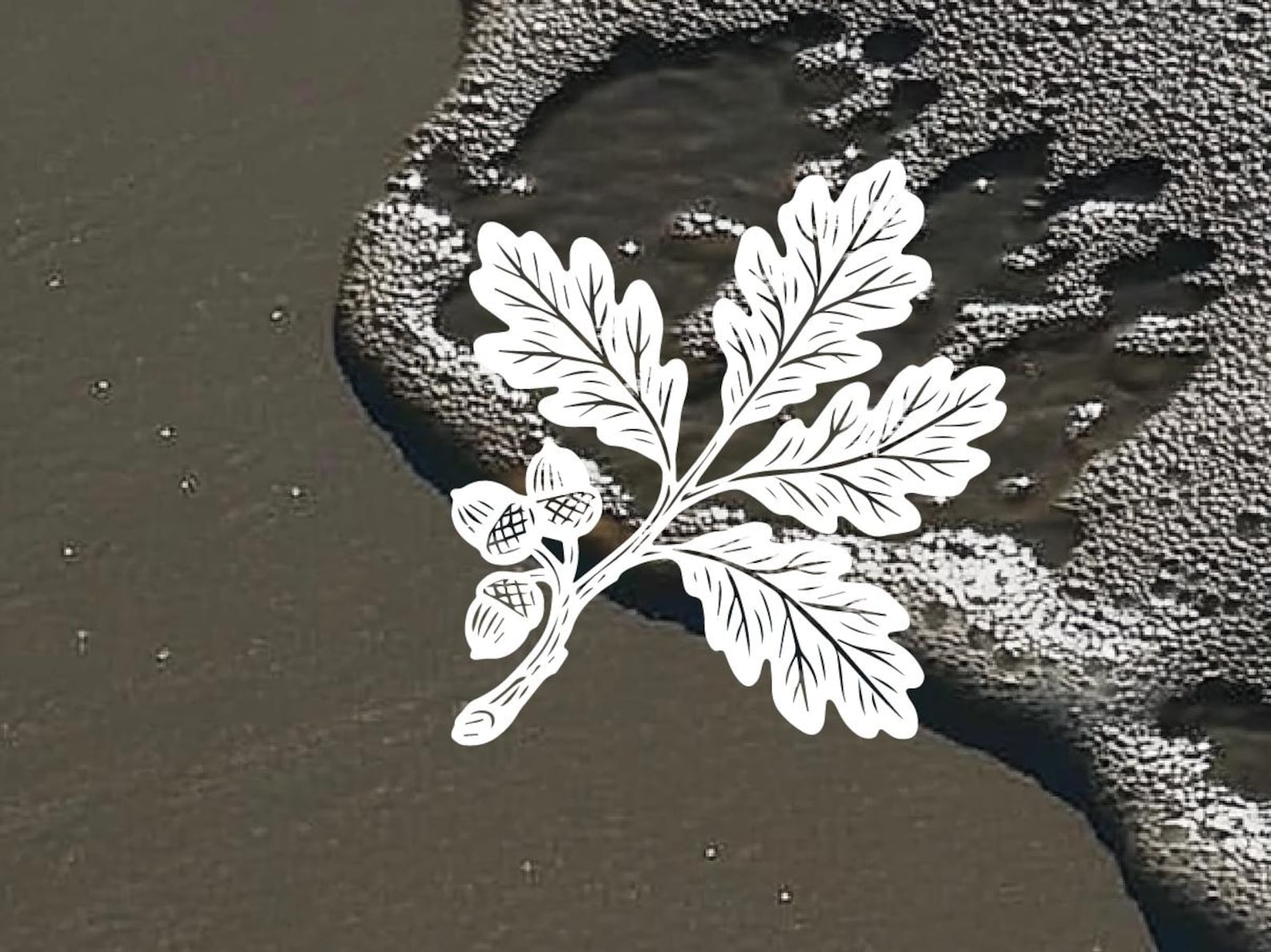 Oak Tree SVG Bundle | Acorn, Leaf and Tree Clipart, Folklore PNG & EPS ...