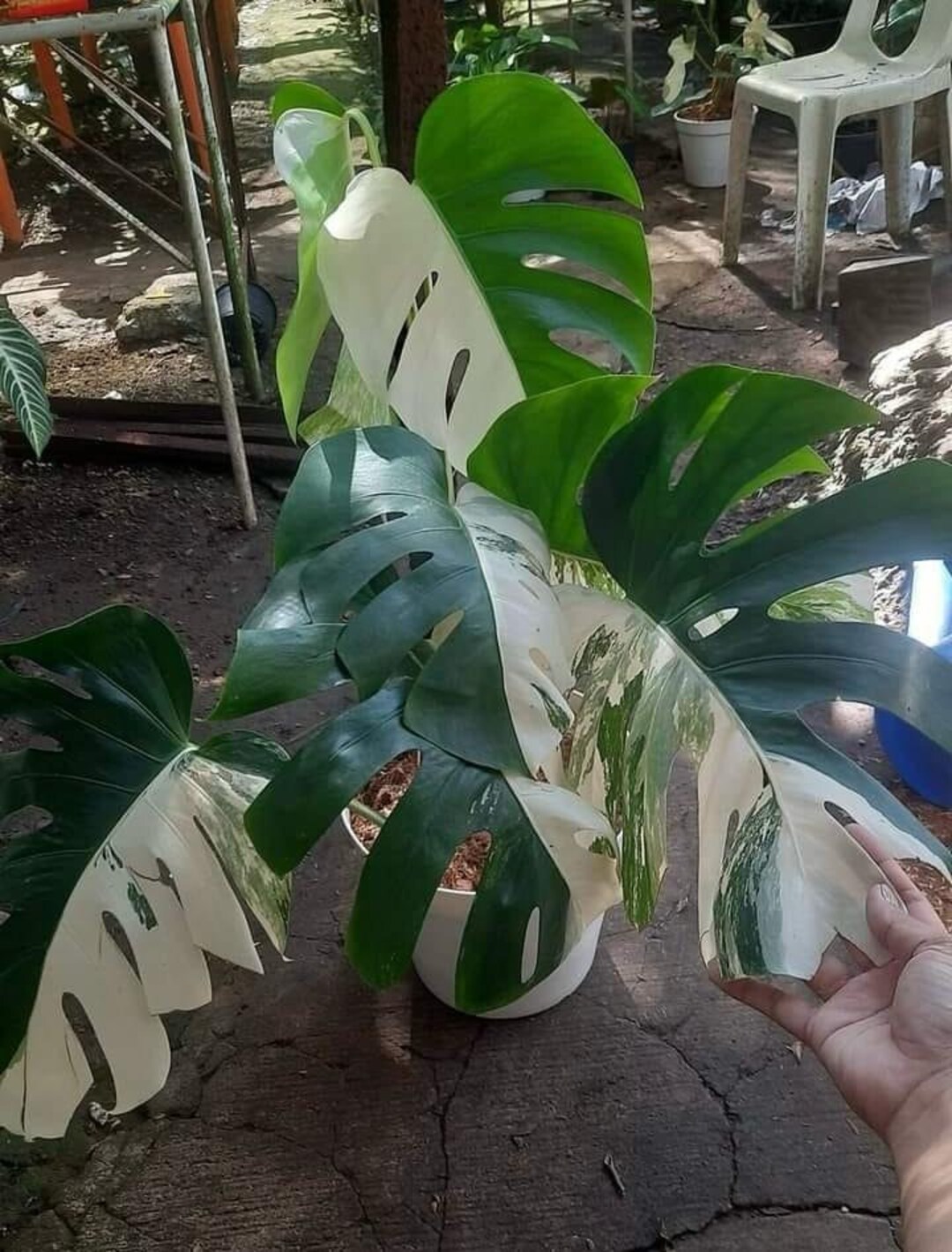 Borsi Albo Monstera Albo Verigate Similar Cuttings Same as Picture ...