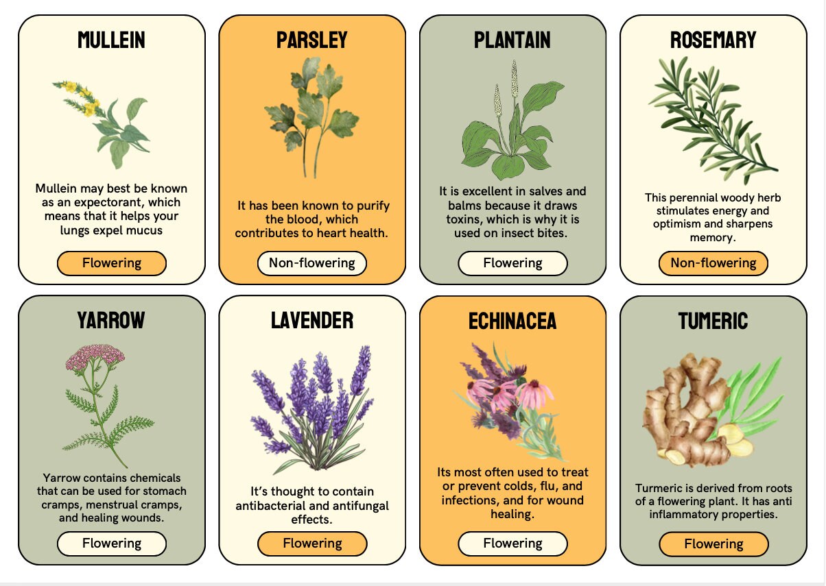 What Are Herbs Educational Flashcards for All Ages Herb Info Cards ...