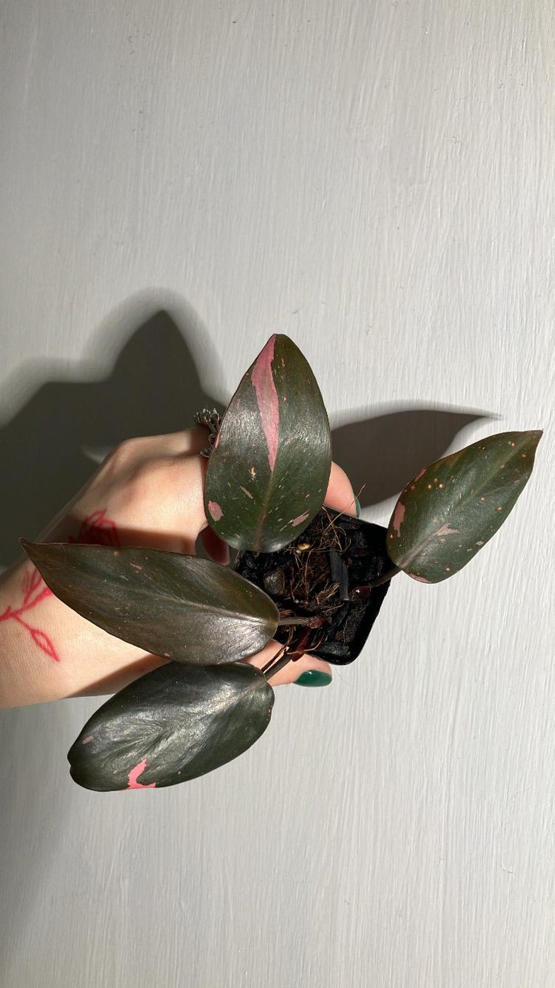 Philodendron Pink Princess Starter Plant 4in - Etsy