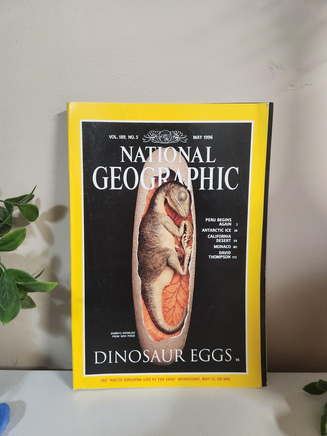 National Geographic DINOSAUR EGGS / Peru Begins Again / MONACO ...