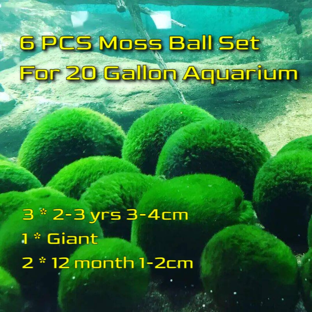 Aquarium Plants Live Marimo Moss Ball Pet 6 Pcs 20 Gallon Aquarium Set - Etsy