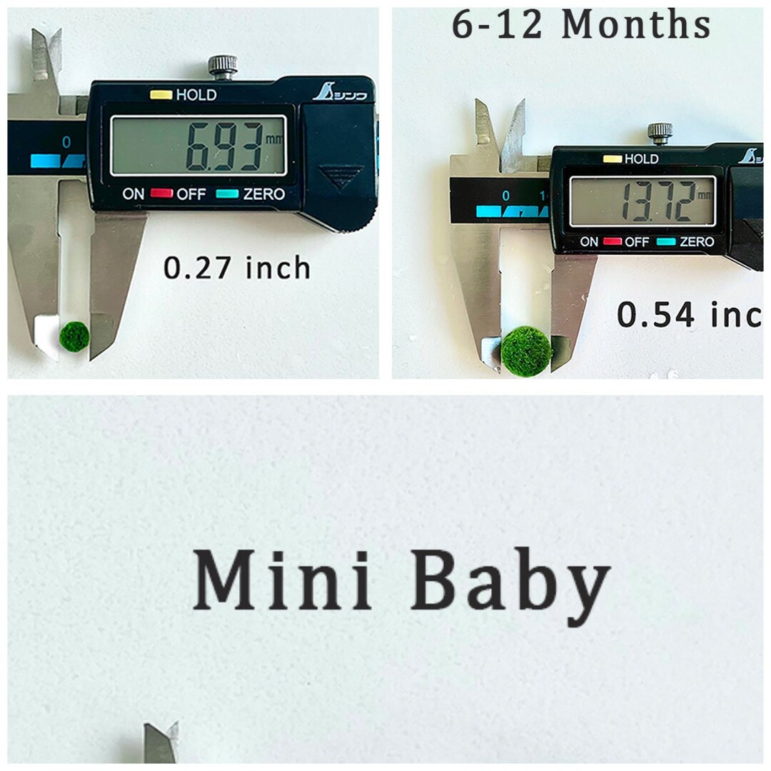 Mini Series: Smallest Marimo Moss Ball of the Shop for Glass Terrarium ...