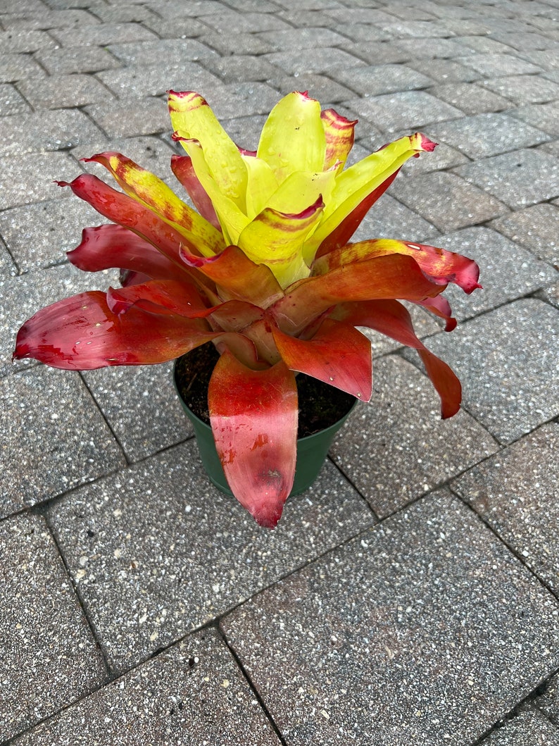 Bromeliad Neoregelia Hawaii - Etsy