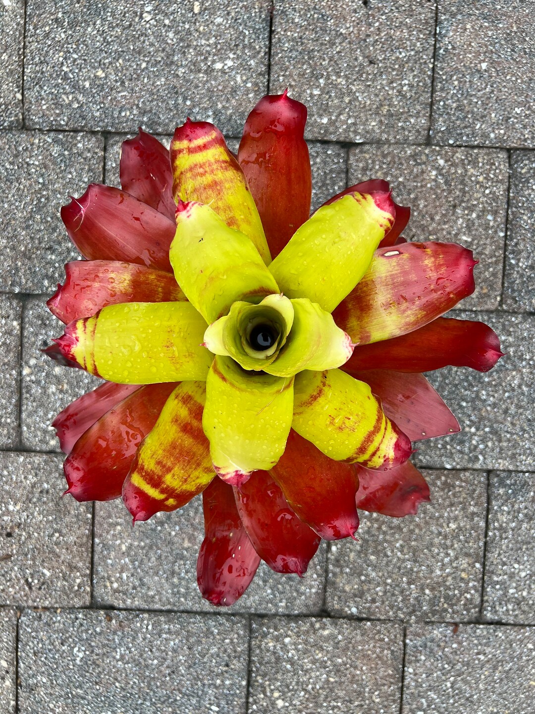 Bromeliad Neoregelia Hawaii - Etsy