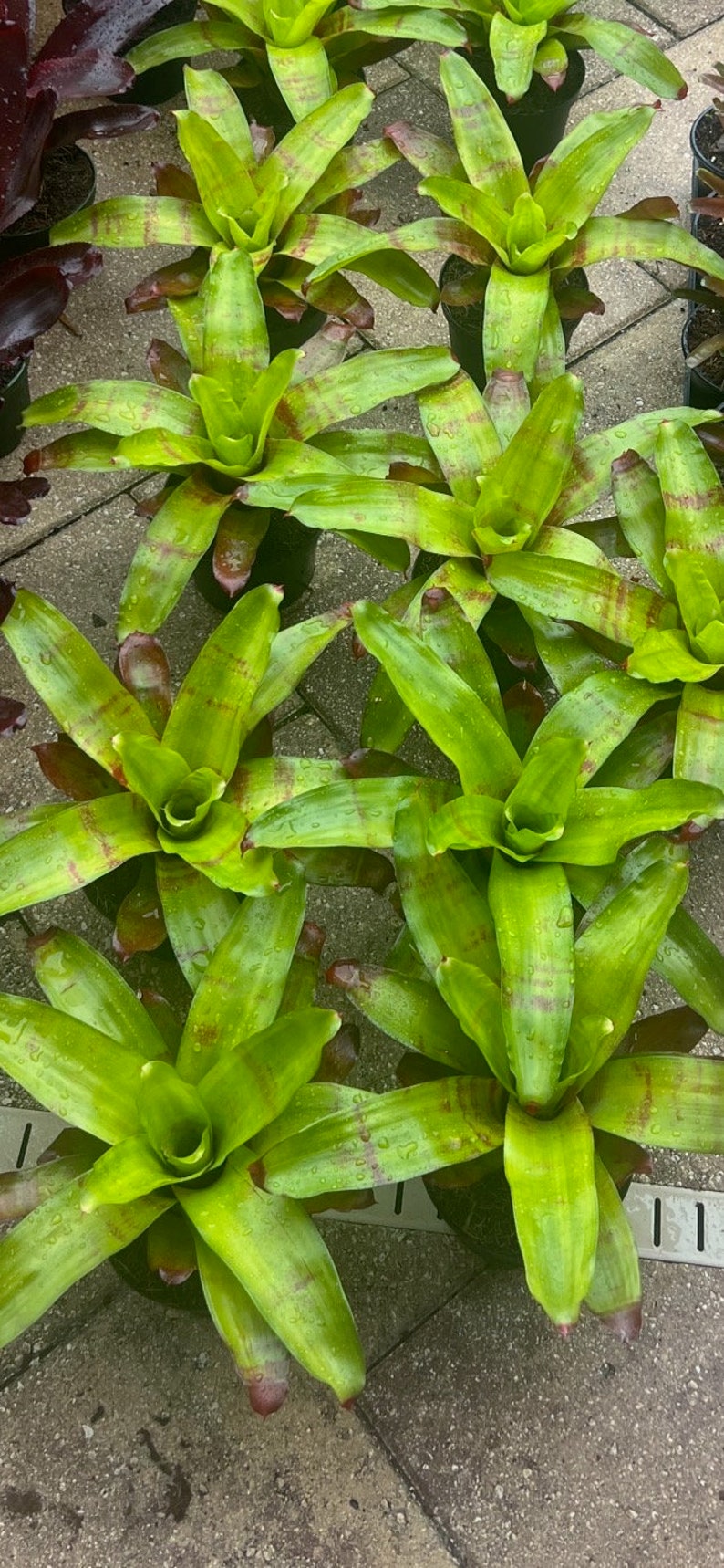 Bromeliad Neoregelia Hawaii - Etsy