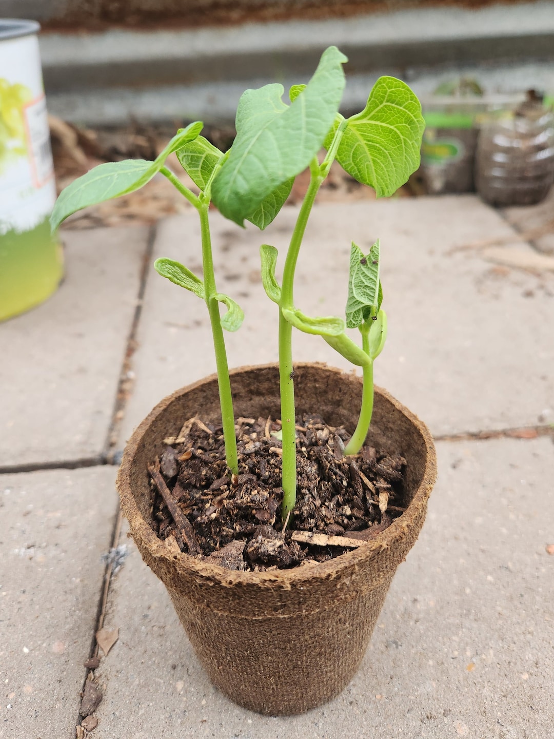 3+ Live Green Bean Blue Lake Stringless Pole Seedling Indoor Outdoor ...