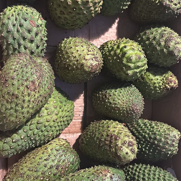Soursop Fruit - Etsy