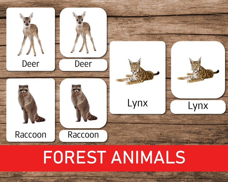 FOREST ANIMALS (real Pictures), Flash Cards Nomenclature Flashcards ...