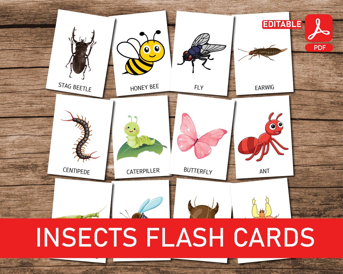 35 Insects Flash Cards, Montessori Flash Cards, Educational Printable ...