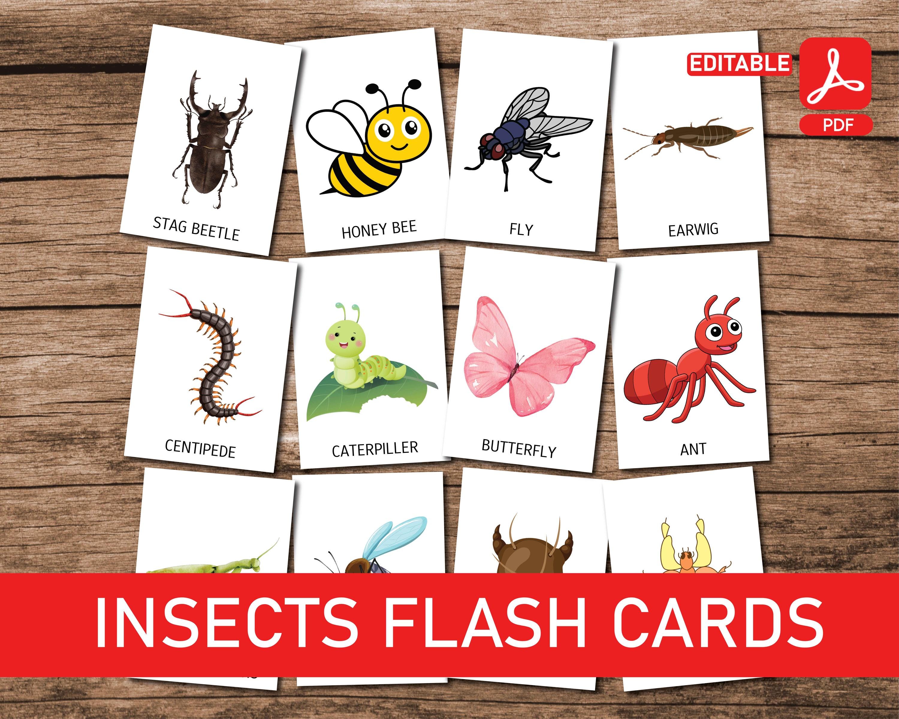 35 Insects Flash Cards, Montessori Flash Cards, Educational Printable ...