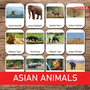 ASIA ANIMALS, 35 Editable Montessori Cards, Kindergarten Flash Cards ...