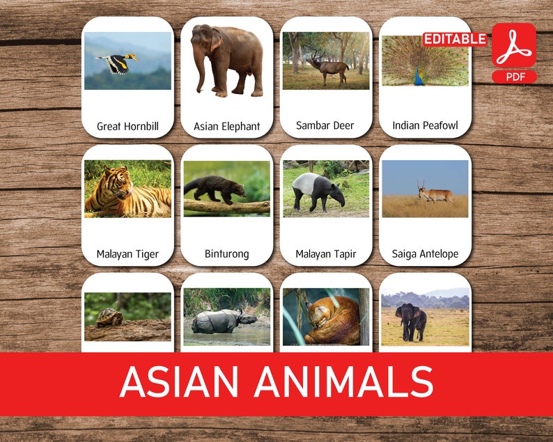 ASIA ANIMALS, 35 Editable Montessori Cards, Kindergarten Flash Cards ...