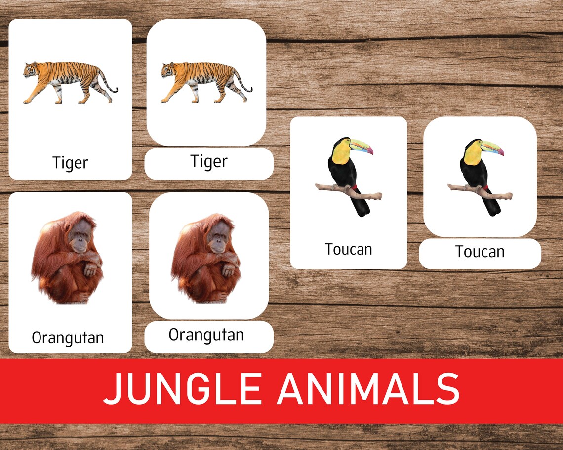 JUNGLE ANIMALS, JUNGLE Animals Printable Flashcards, 25 Editable ...