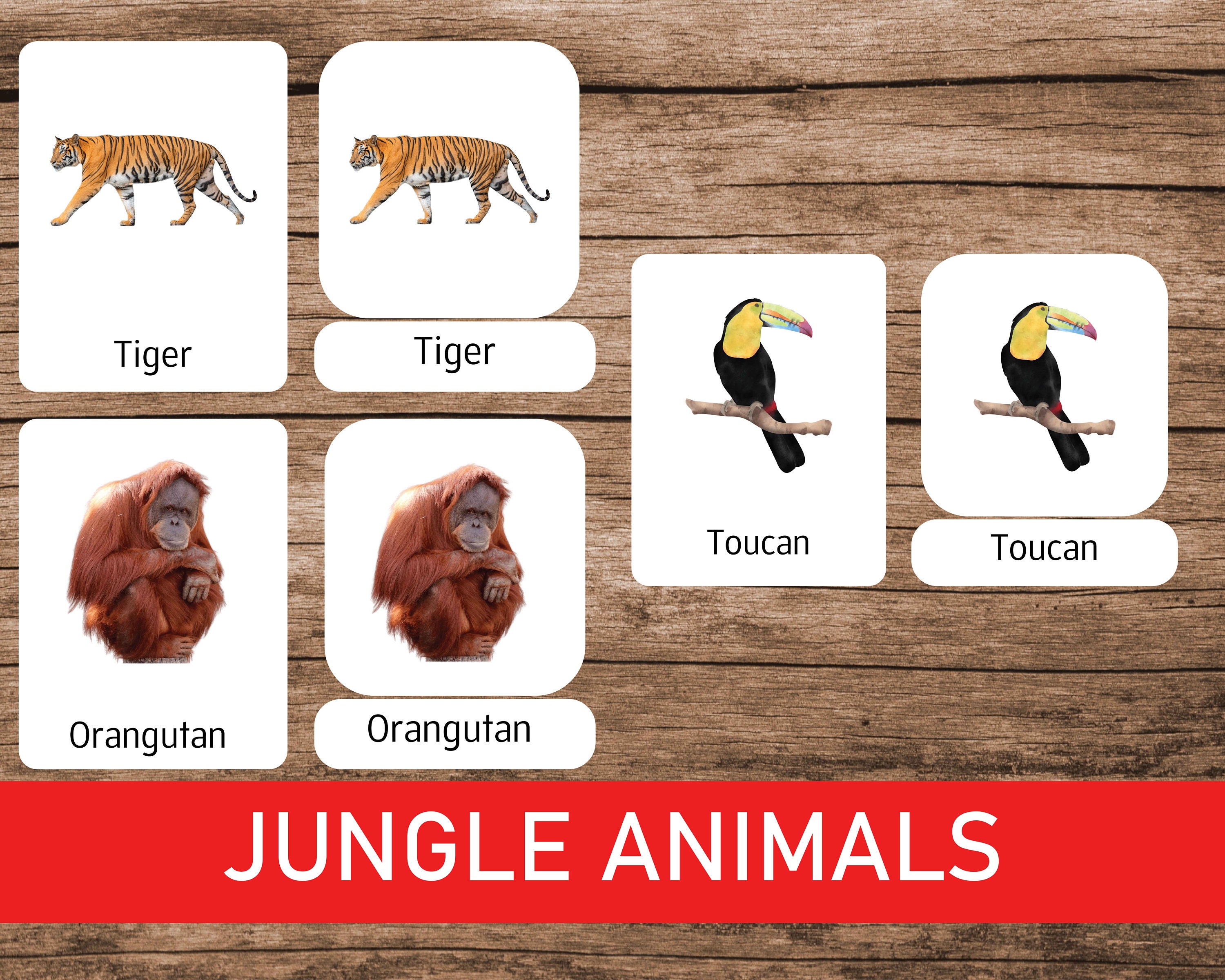 JUNGLE ANIMALS, JUNGLE Animals Printable Flashcards, 25 Editable ...