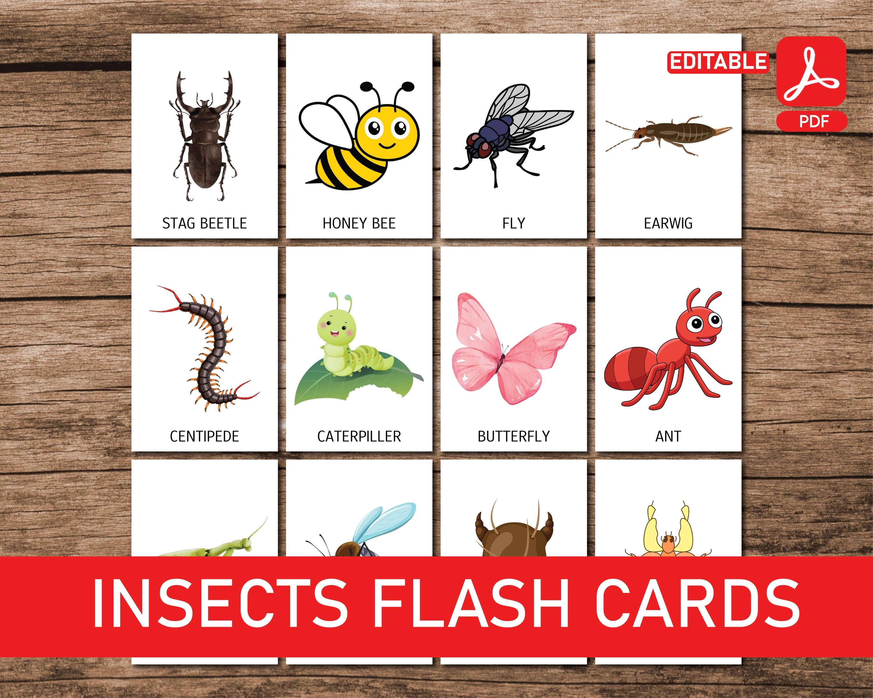35 Insects Flash Cards, Montessori Flash Cards, Educational Printable ...