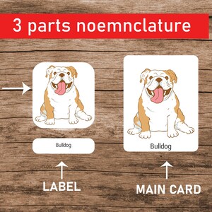 Printable PDF, Flash Cards, to Teach Kids to Learn 30 Different Dog ...