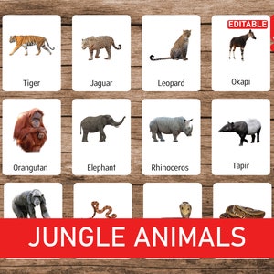 JUNGLE ANIMALS, JUNGLE Animals Printable Flashcards, 25 Editable ...