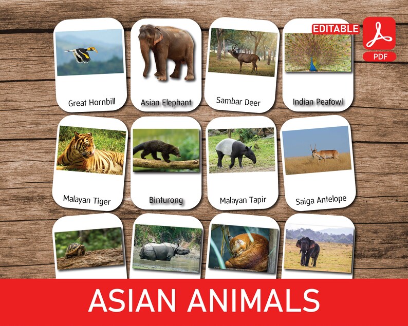 ASIA ANIMALS, 35 Editable Montessori Cards, Kindergarten Flash Cards ...