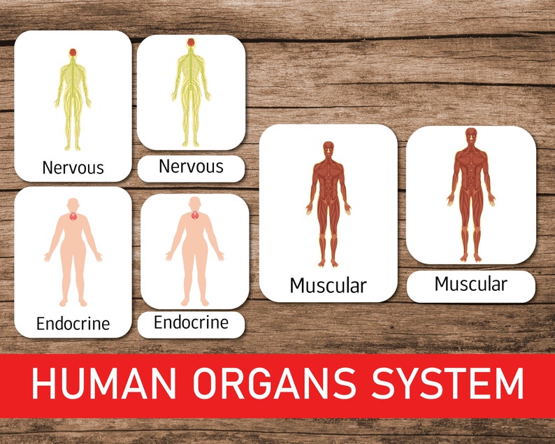FARM ANIMALS, Flash Cards Nomenclature Flashcards PDF Printable Cards ...
