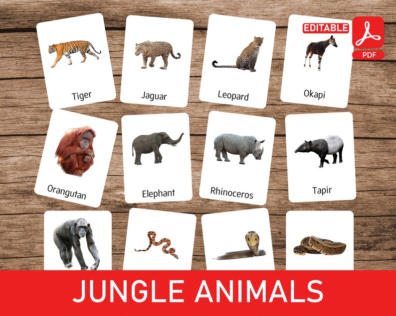 JUNGLE ANIMALS, JUNGLE Animals Printable Flashcards, 25 Editable ...