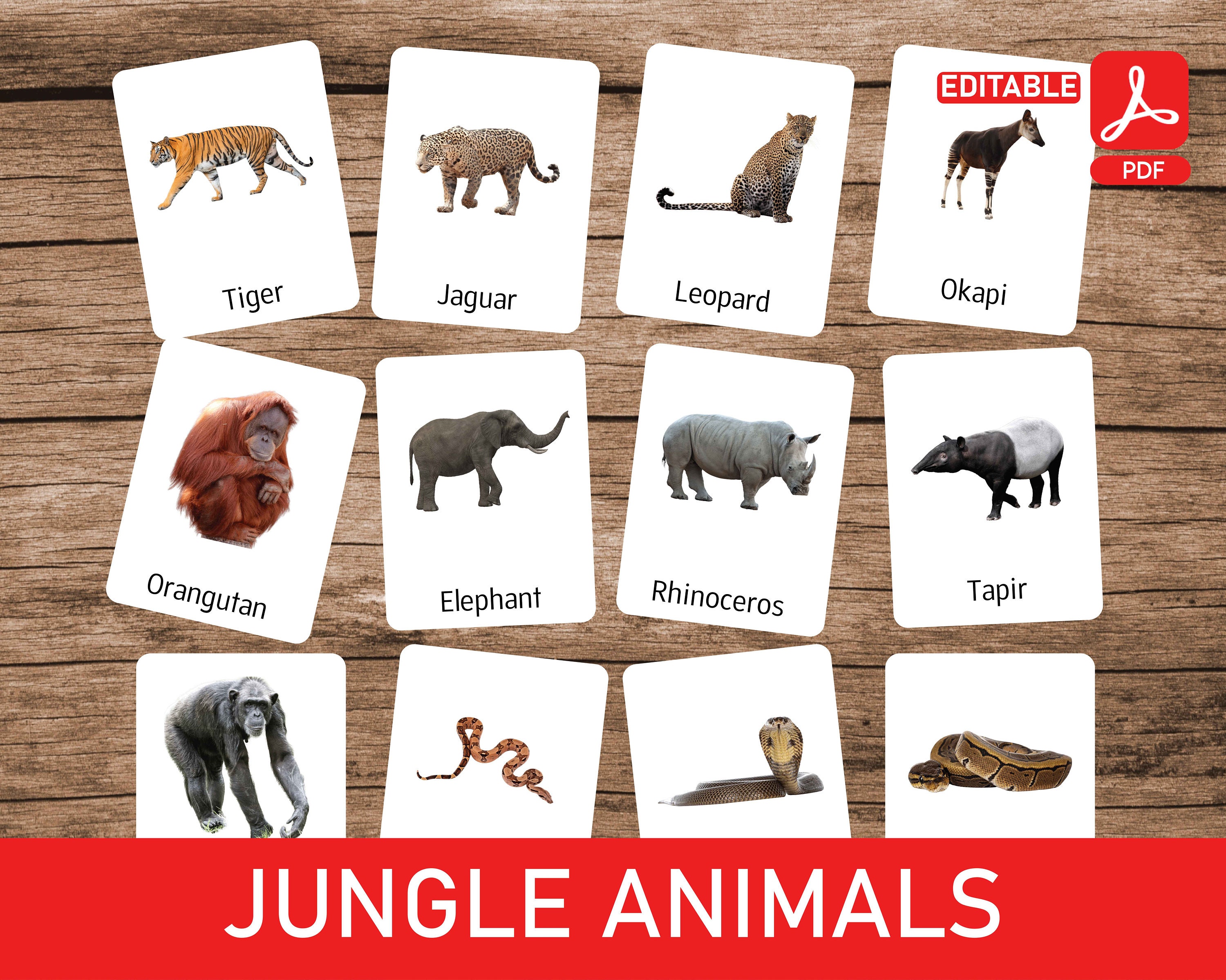 JUNGLE ANIMALS, JUNGLE Animals Printable Flashcards, 25 Editable ...