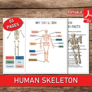 Human Skeleton Busy Book Page, Printable Montessori Materials ...