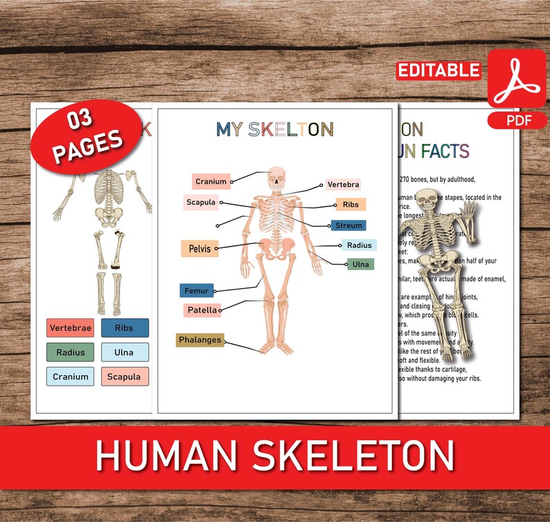Human Skeleton Busy Book Page, Printable Montessori Materials ...