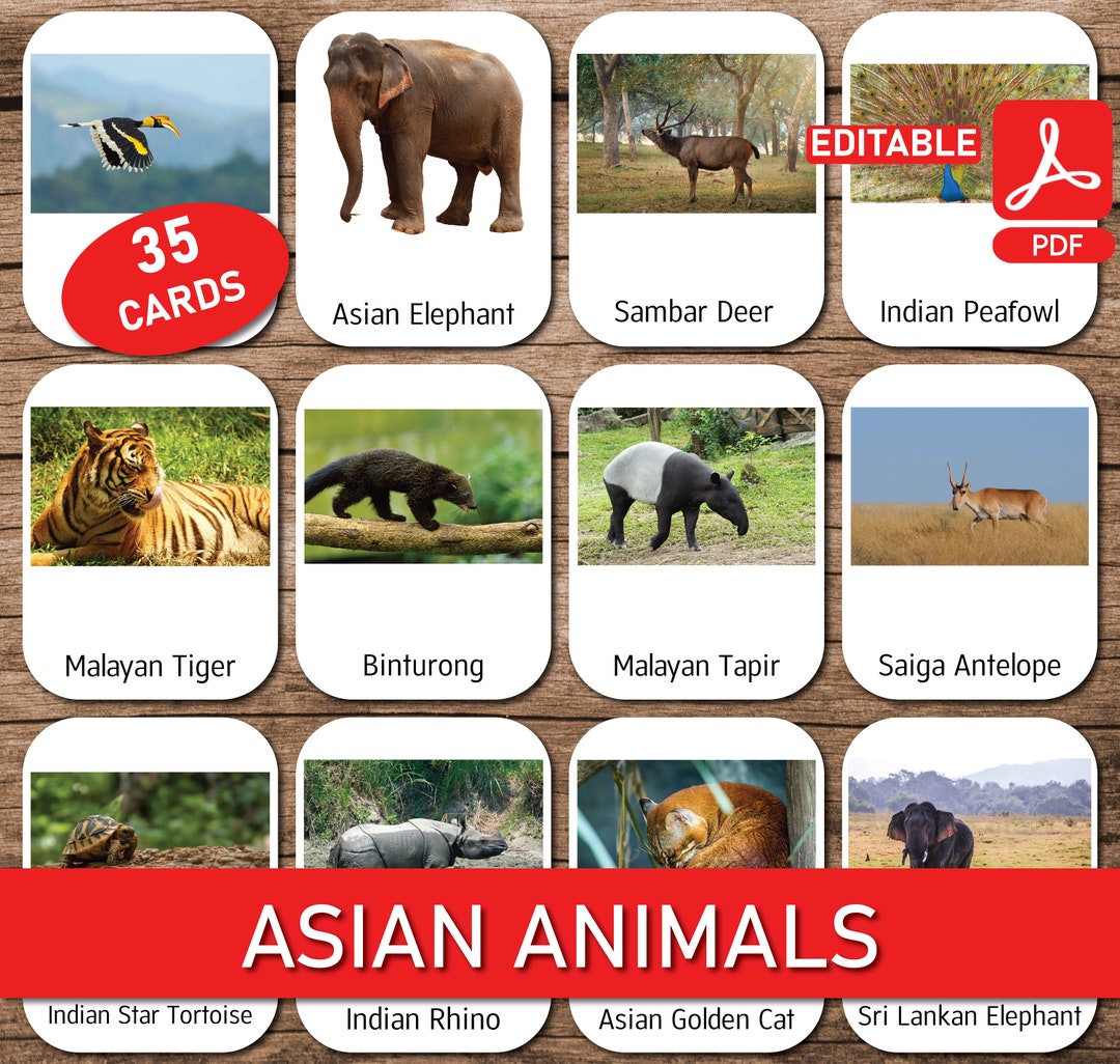 ASIA ANIMALS, 35 Editable Montessori Cards, Kindergarten Flash Cards ...