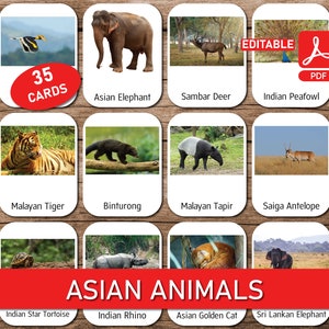 ASIA ANIMALS, 35 Editable Montessori Cards, Kindergarten Flash Cards ...
