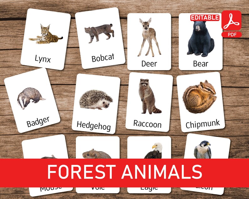 FOREST ANIMALS (real Pictures), Flash Cards Nomenclature Flashcards ...