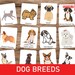 Printable PDF, Flash Cards, to Teach Kids to Learn 30 Different Dog ...