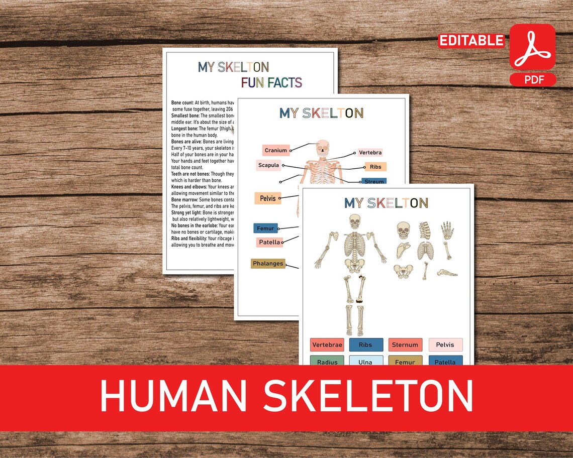 Human Skeleton Busy Book Page, Printable Montessori Materials ...
