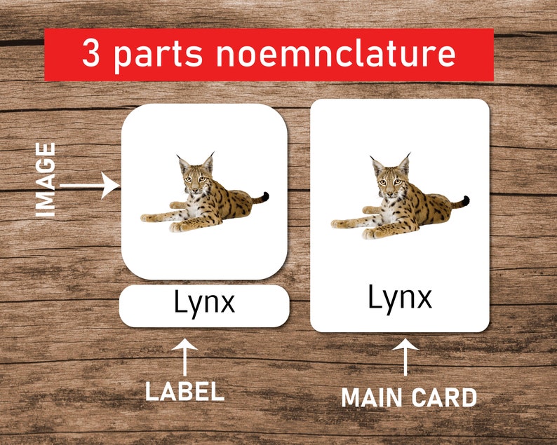 FOREST ANIMALS (real Pictures), Flash Cards Nomenclature Flashcards Editable PDF Printable Cards ...