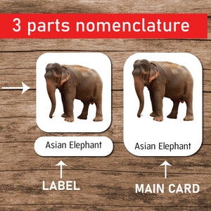 ASIA ANIMALS, 35 Editable Montessori Cards, Kindergarten Flash Cards ...