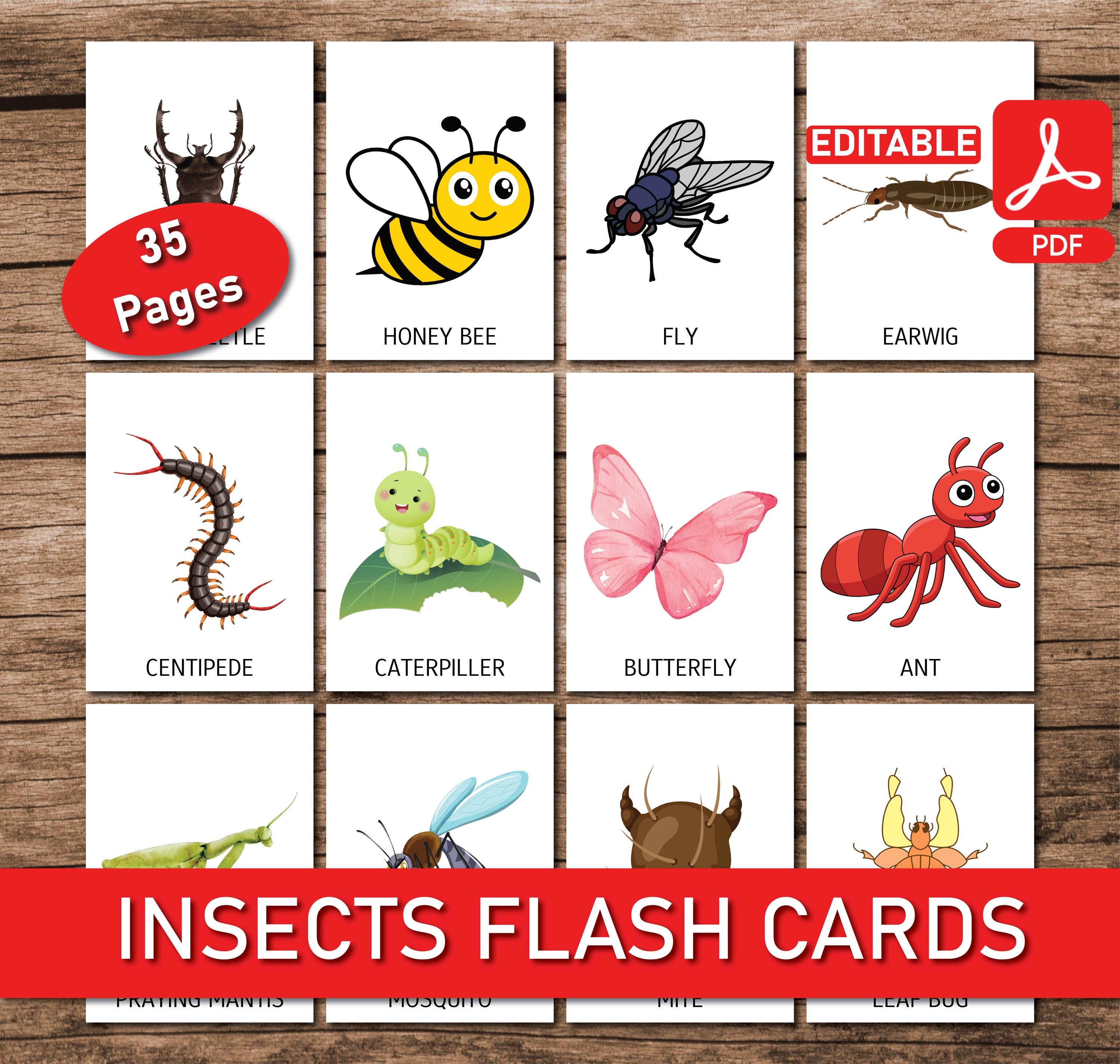 35 Insects Flash Cards, Montessori Flash Cards, Educational Printable ...