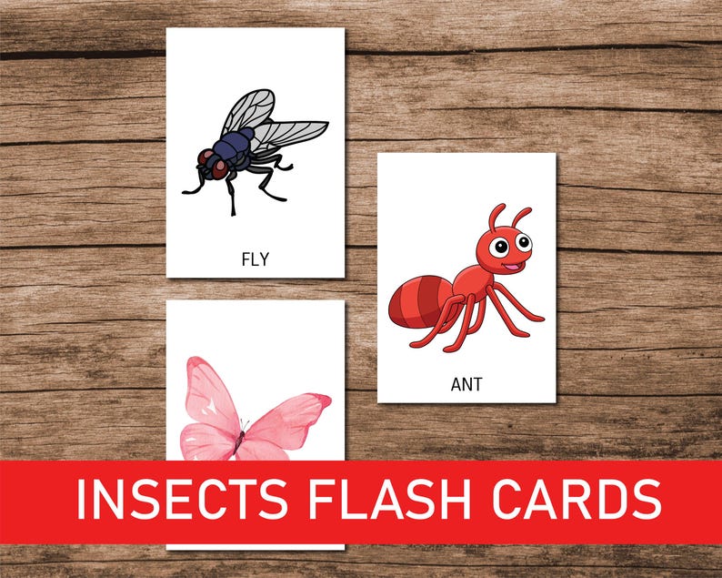 35 Insects Flash Cards, Montessori Flash Cards, Educational Printable ...