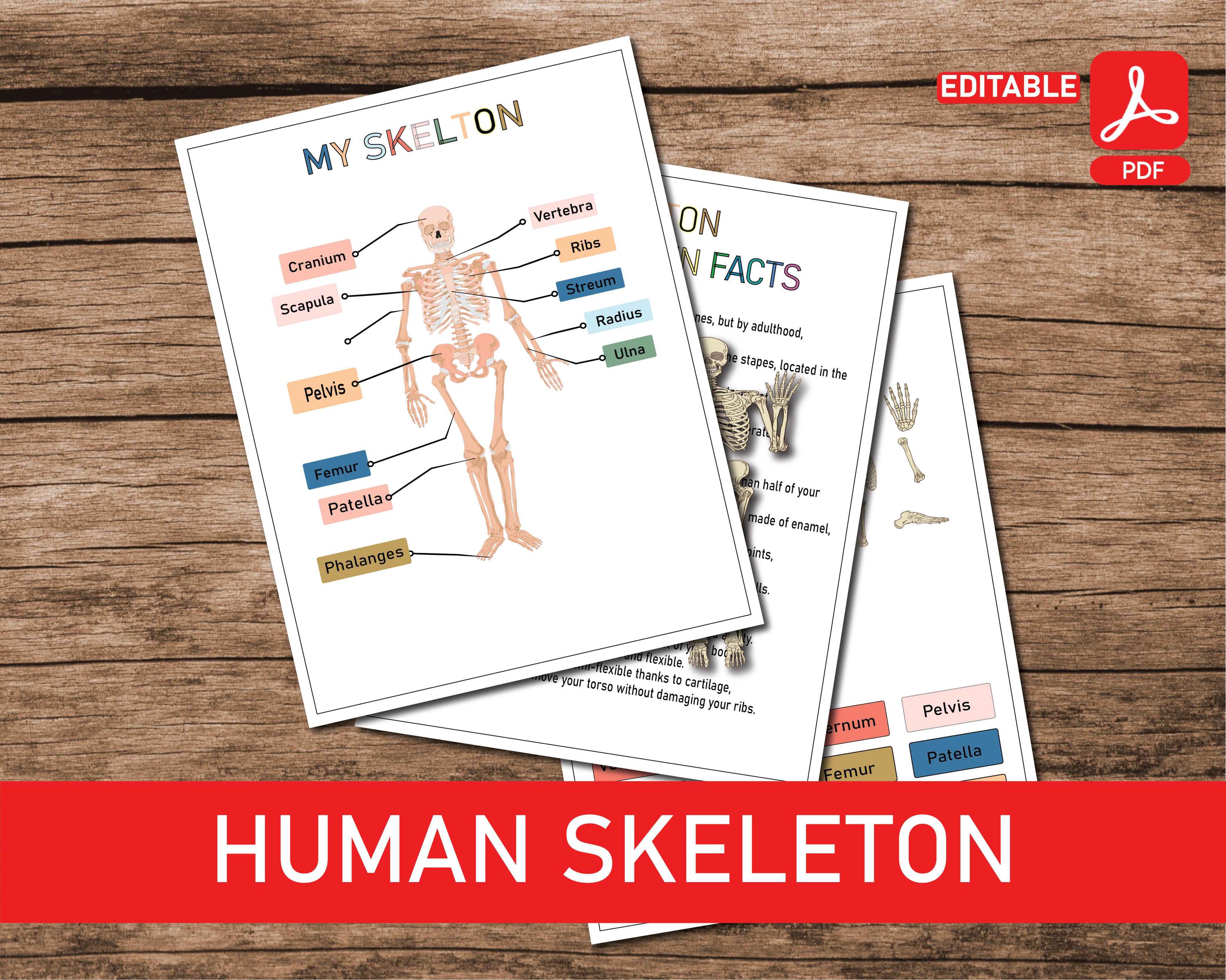 Human Skeleton Busy Book Page, Printable Montessori Materials ...