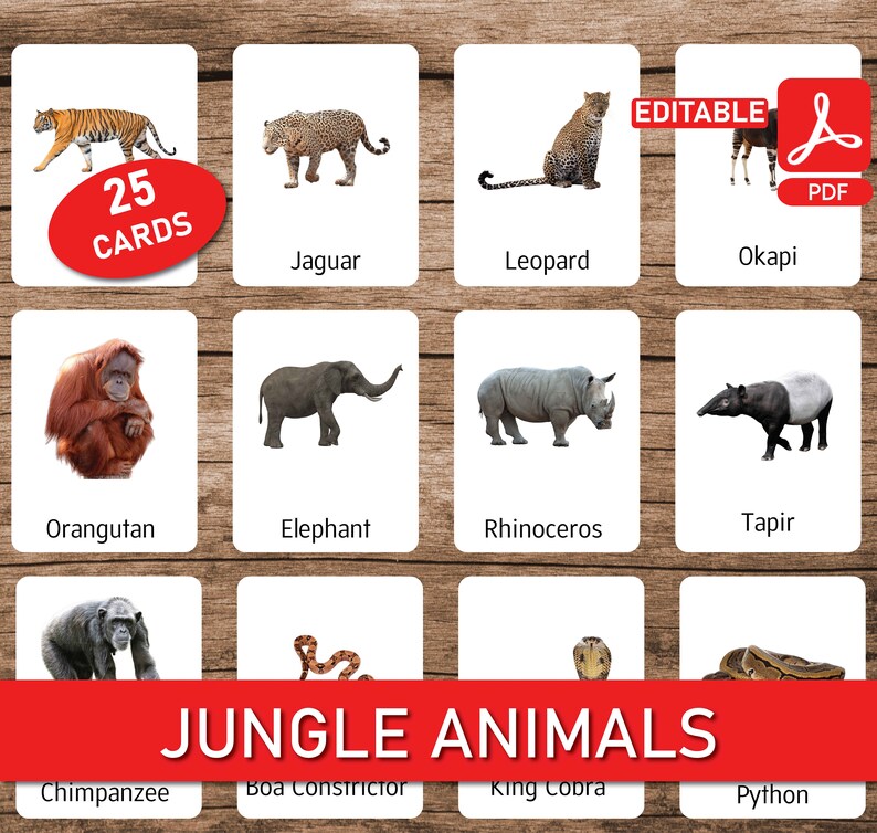 JUNGLE ANIMALS, JUNGLE Animals Printable Flashcards, 25 Editable ...