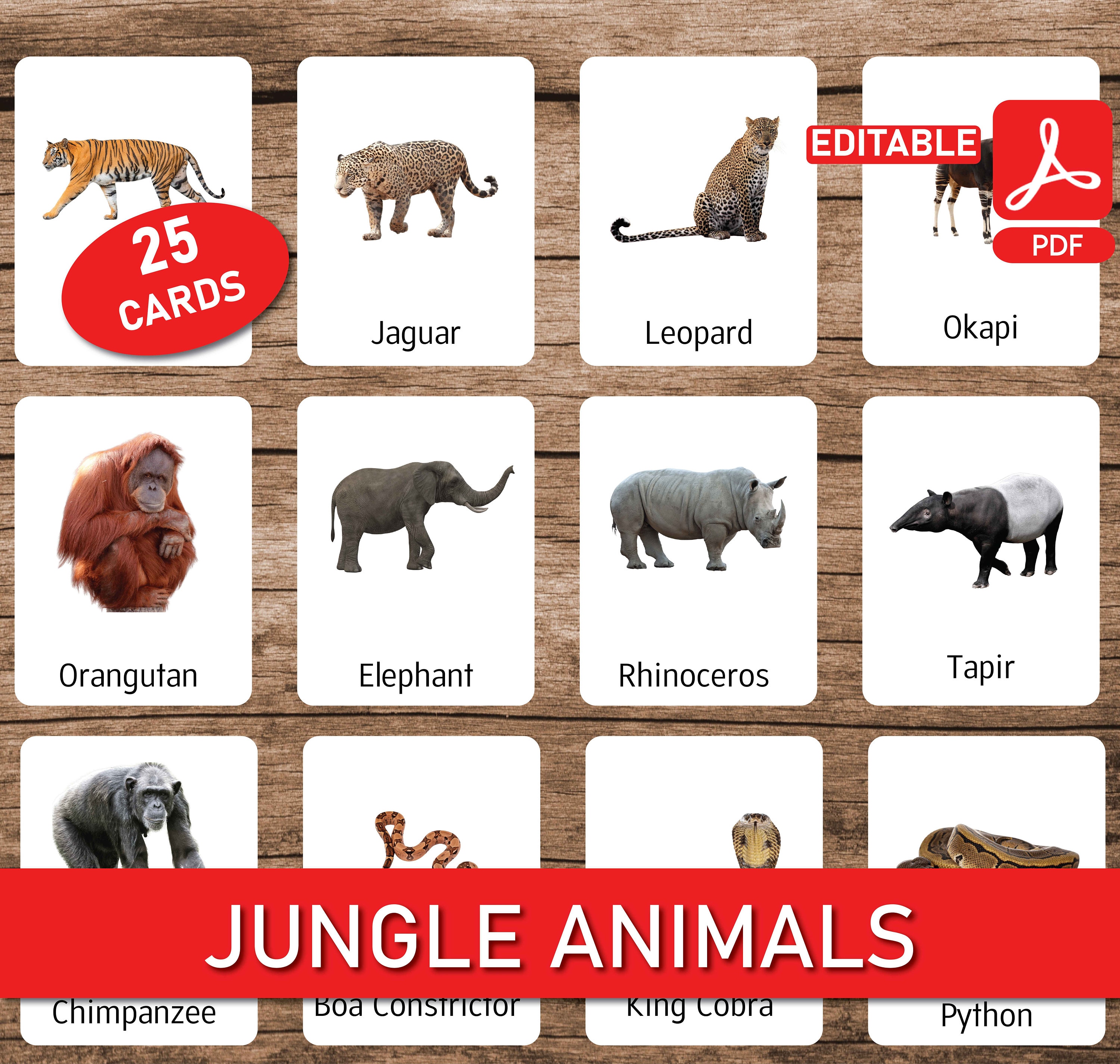 JUNGLE ANIMALS, JUNGLE Animals Printable Flashcards, 25 Editable ...