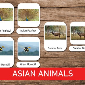 ASIA ANIMALS, 35 Editable Montessori Cards, Kindergarten Flash Cards ...