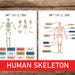 Human Skeleton Busy Book Page, Printable Montessori Materials ...