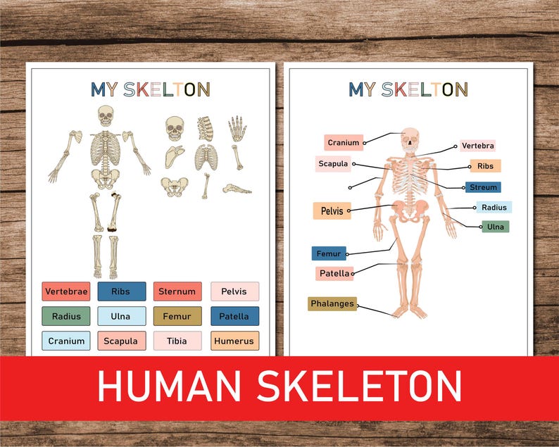 Human Skeleton Busy Book Page, Printable Montessori Materials ...