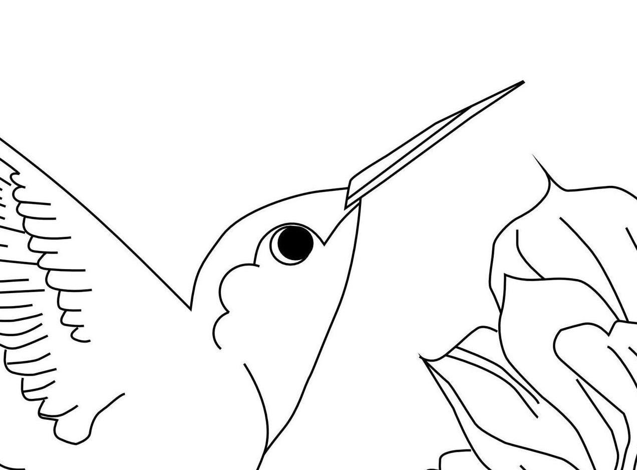 Plantilla de Colibri para Quilling, Colibrí Quilling Plantilla Creativa ...