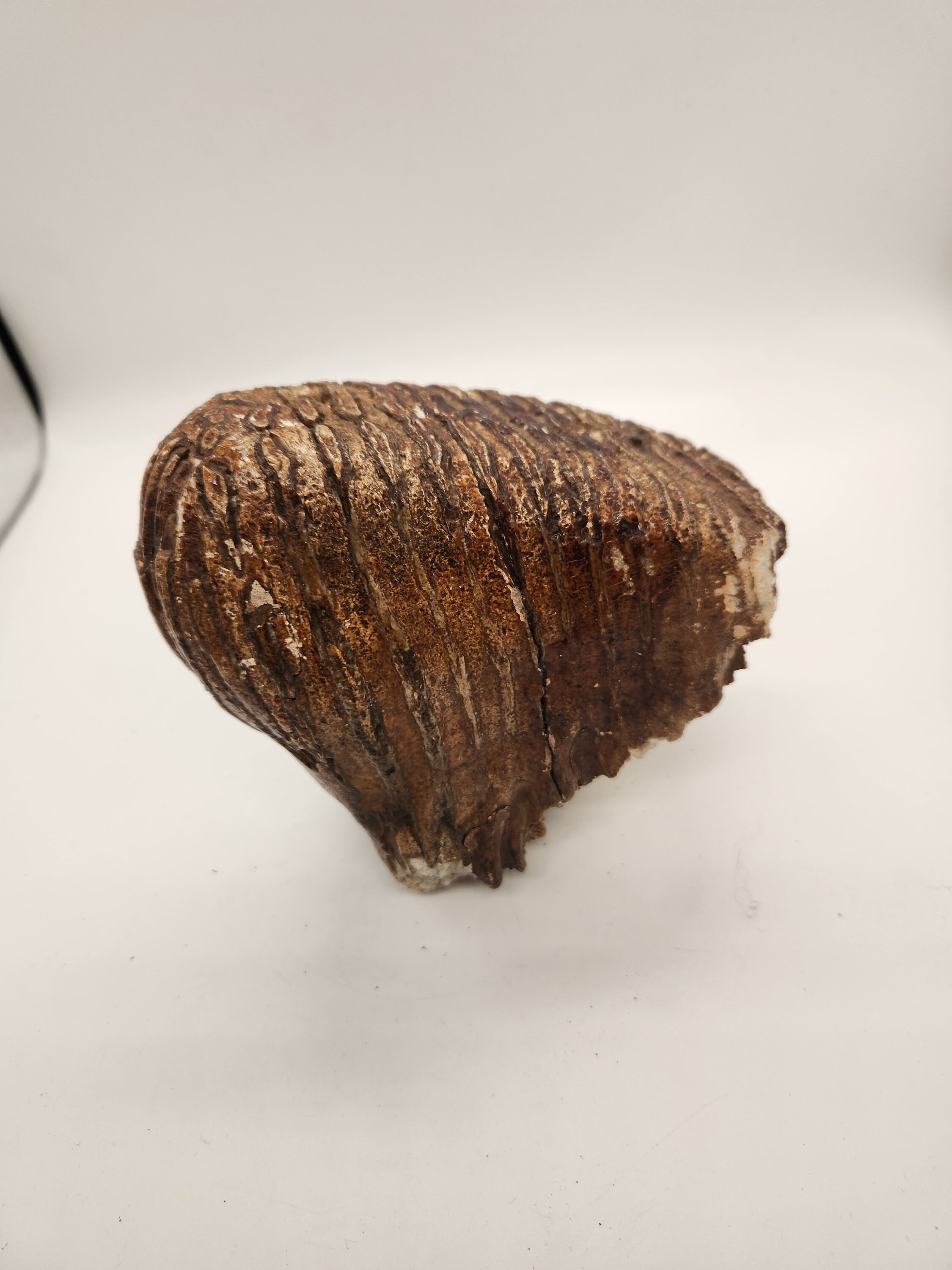 Wooly Mammoth Rooted Tooth Fossil, 6 X 5 Wooly Mammoth Tooth, Starting ...