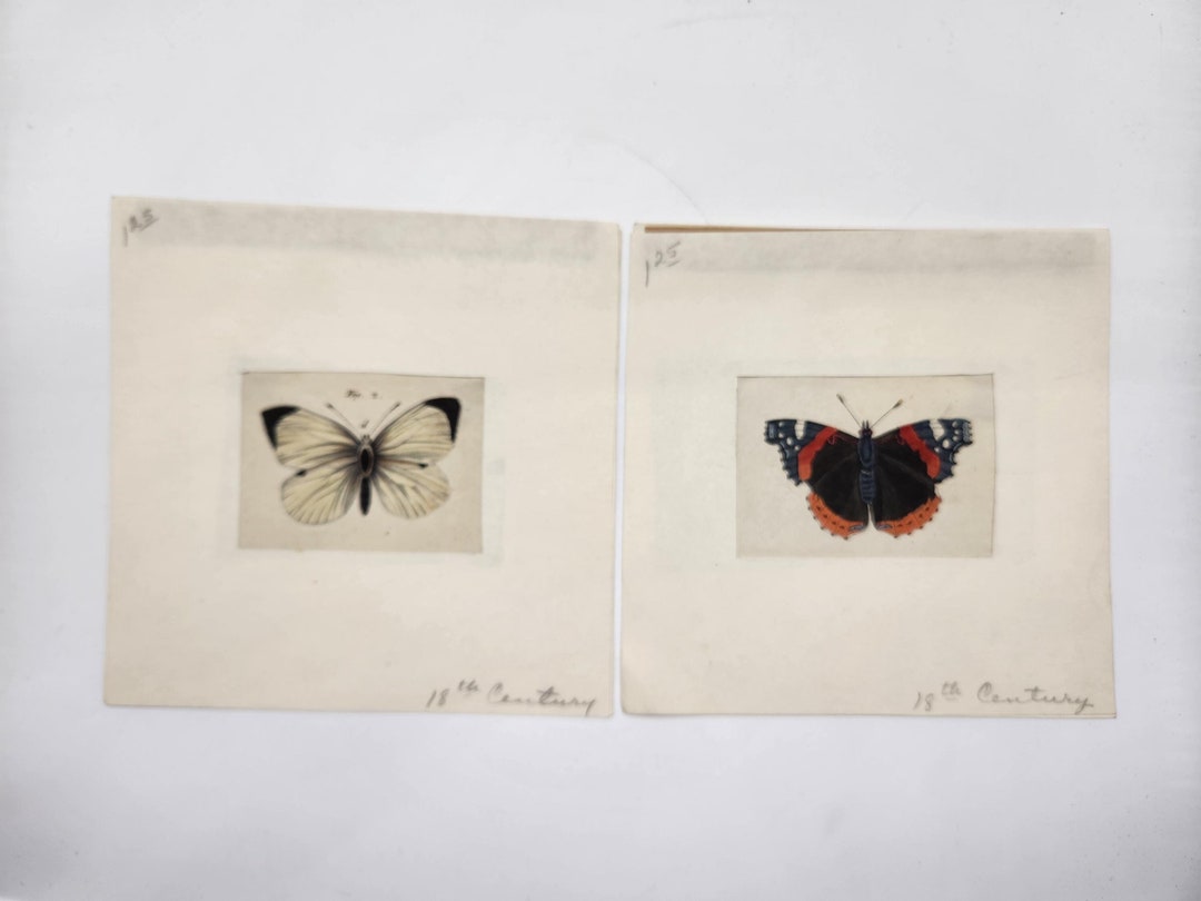 Two 18th Century Antique Hand Colored Butterfly Engravings, Nera White ...