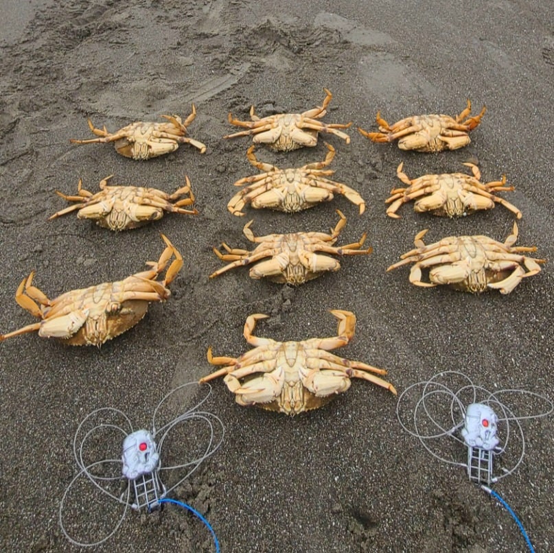 Crab Slayer Snare - Etsy