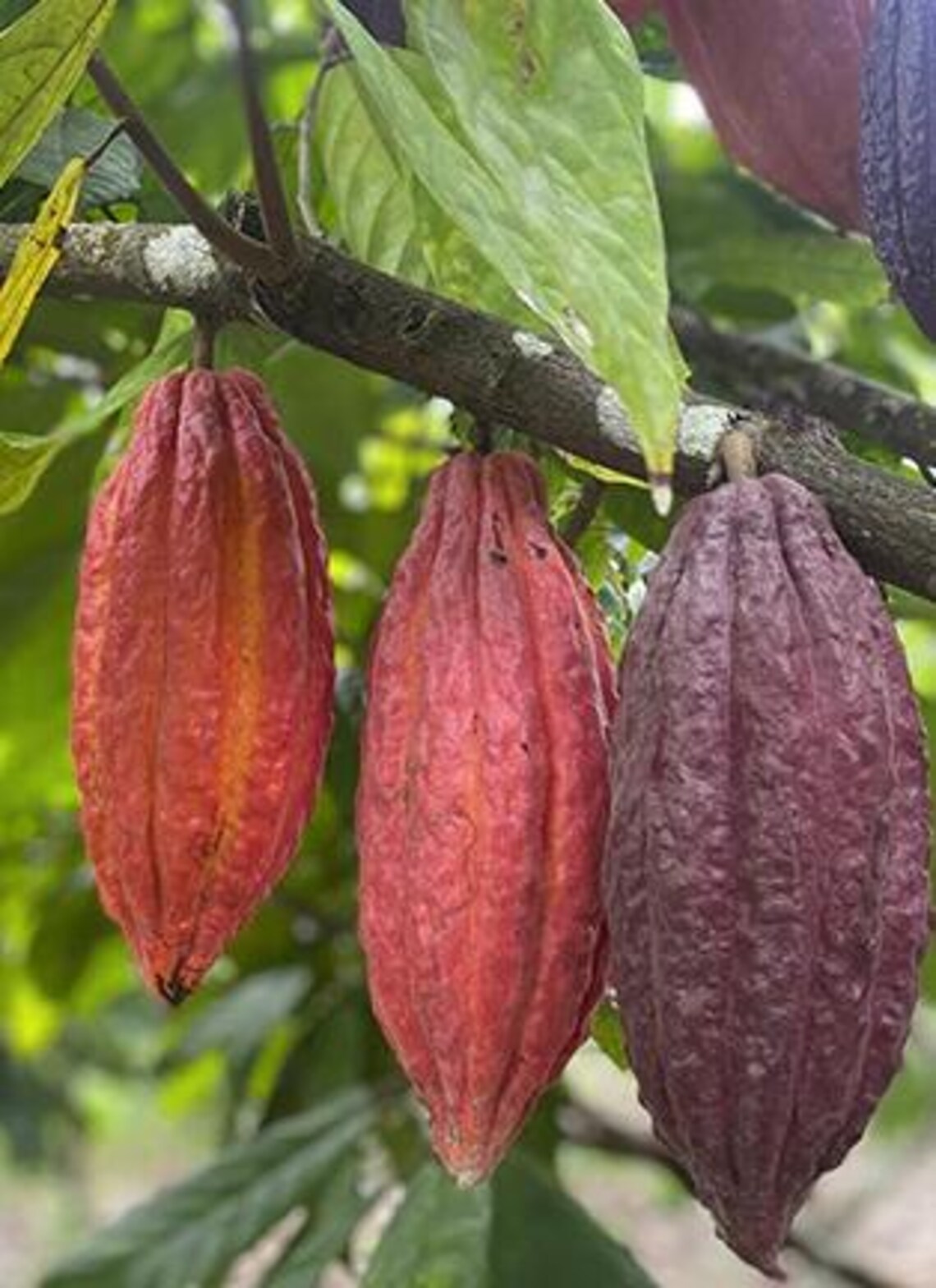 Fresh Cacao Pods - Pure Tropical Cocoa for Chocolate Lovers - Etsy