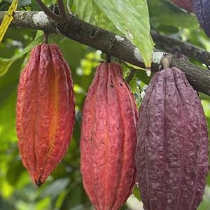 Fresh Cacao Pods - Pure Tropical Cocoa for Chocolate Lovers - Etsy