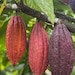 Fresh Cacao Pods - Pure Tropical Cocoa for Chocolate Lovers - Etsy